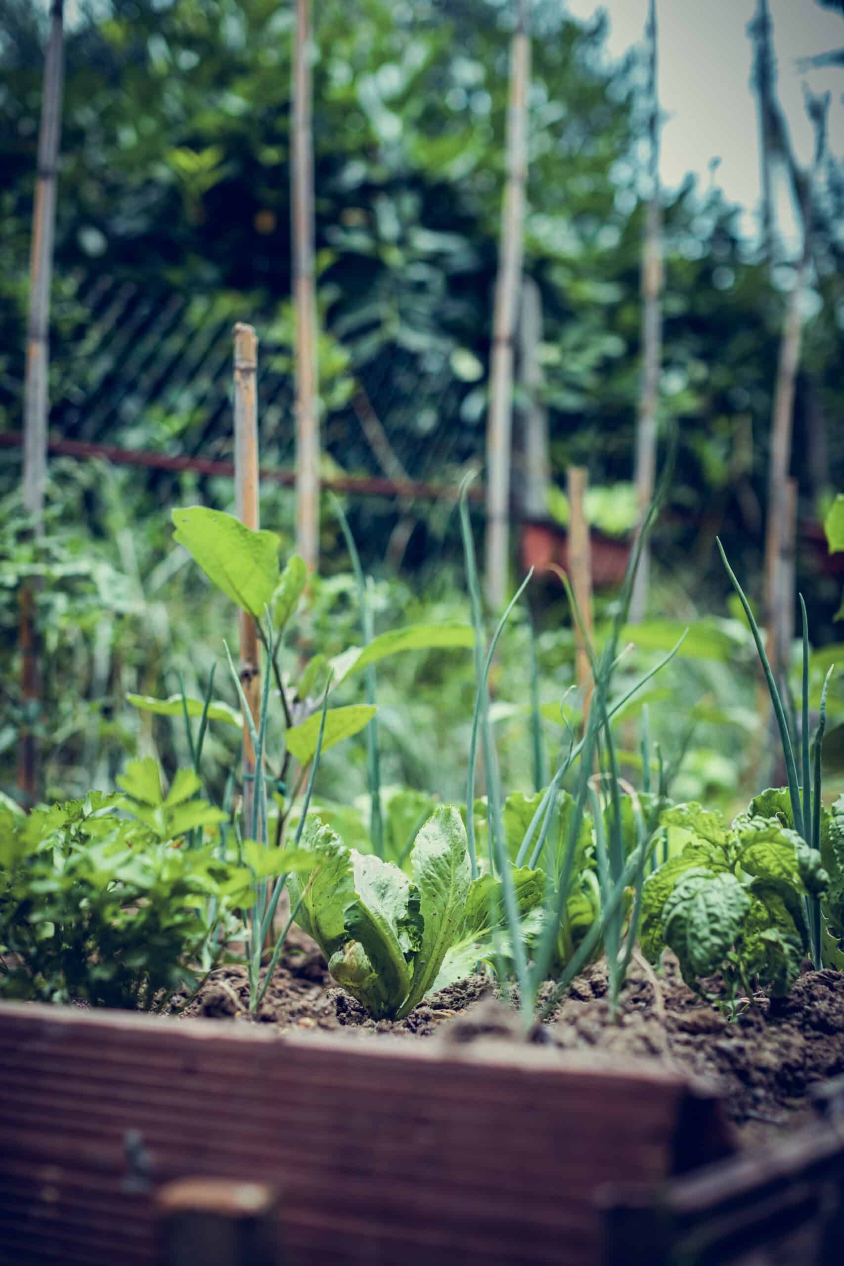 How to Create a Raised Bed Vegetable Garden - Matt Mernagh